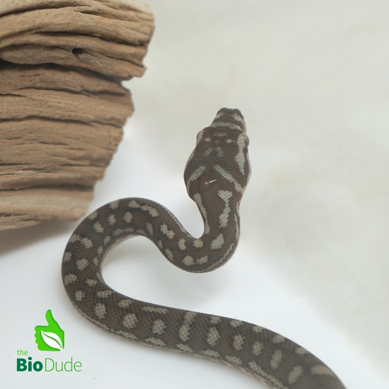 Morelia Bredli's, Dusty (PRICELINE) Centralian Carpet Python by The Bio ...