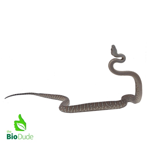 Morelia Bredli's, Muffin (PRICELINE) Centralian Carpet Python by The ...