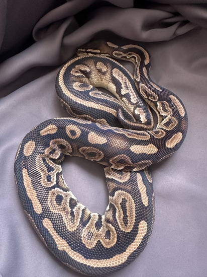 PB Cinnamon Het Axanthic VPI Ball Python by Kenzie’s Noods