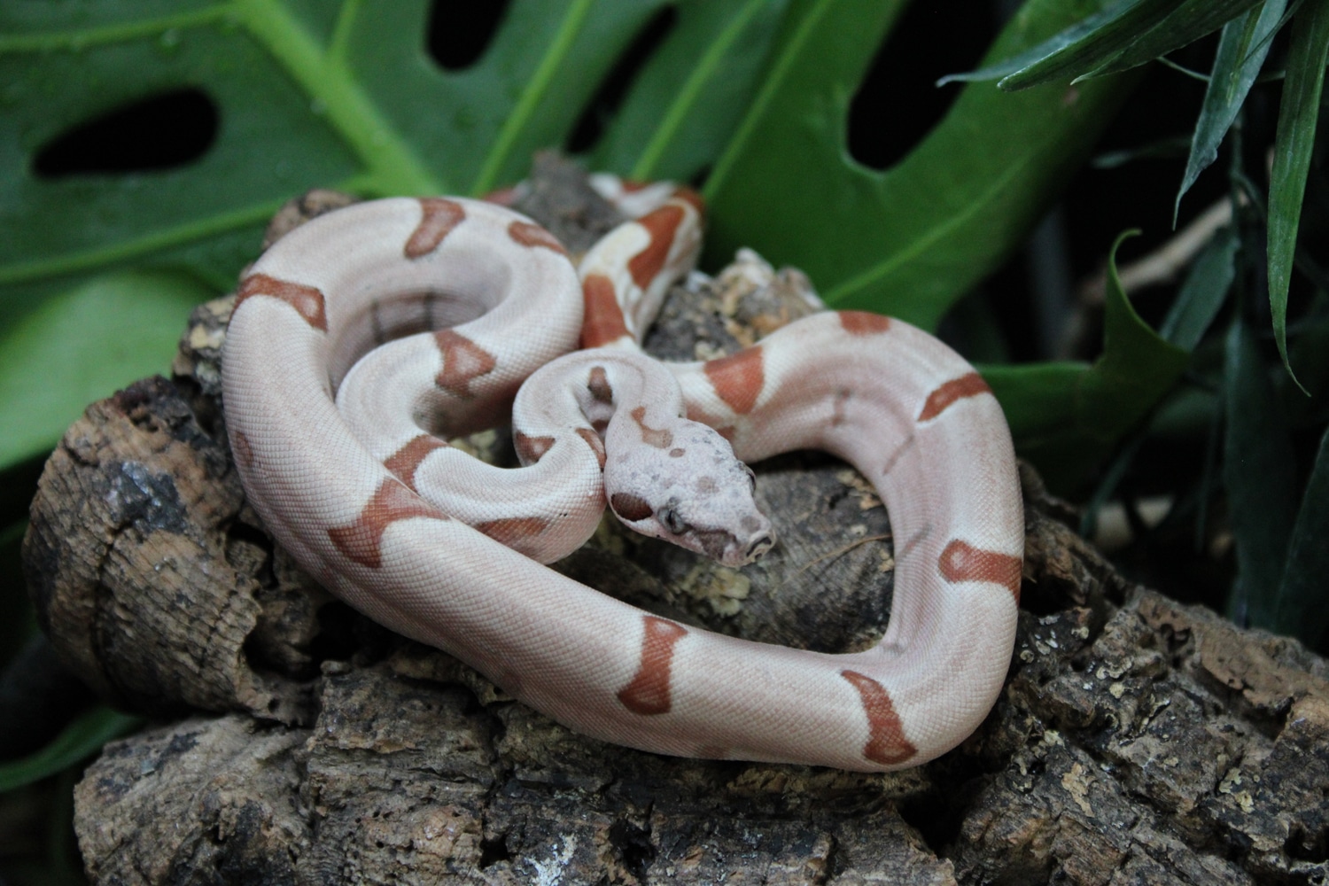 F5 Hypo Poss Jungle Summit Pastel Line 100% Het. VPI Boa Constrictor by ...