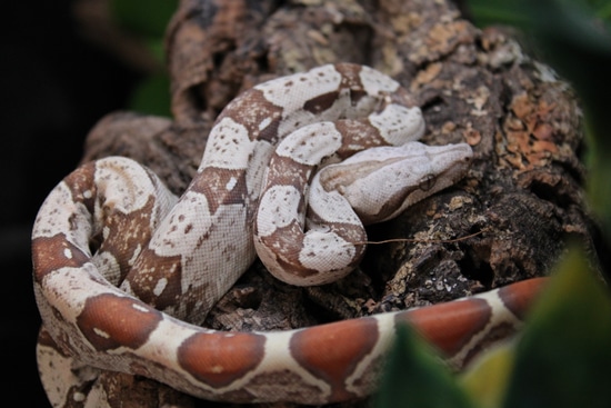 F6 VPI Summit Pastel Line Boa Constrictor by The Boa Boss