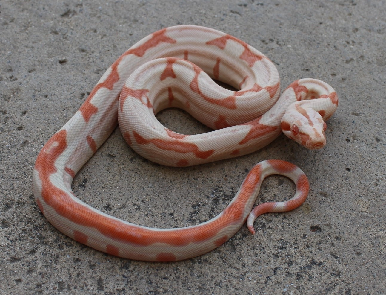 Kahl Sunglow Jungle Boa Constrictor by Richard Ceniceros Reptiles ...