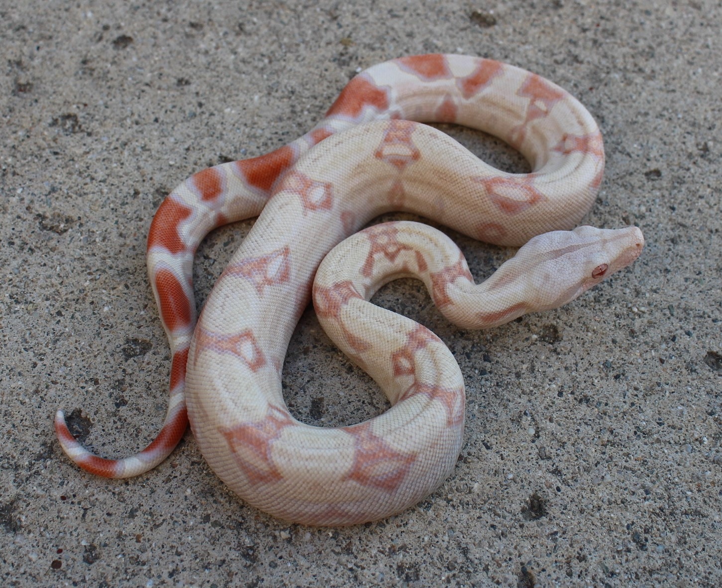Kahl Albino Boa Constrictor by Richard Ceniceros Reptiles - MorphMarket