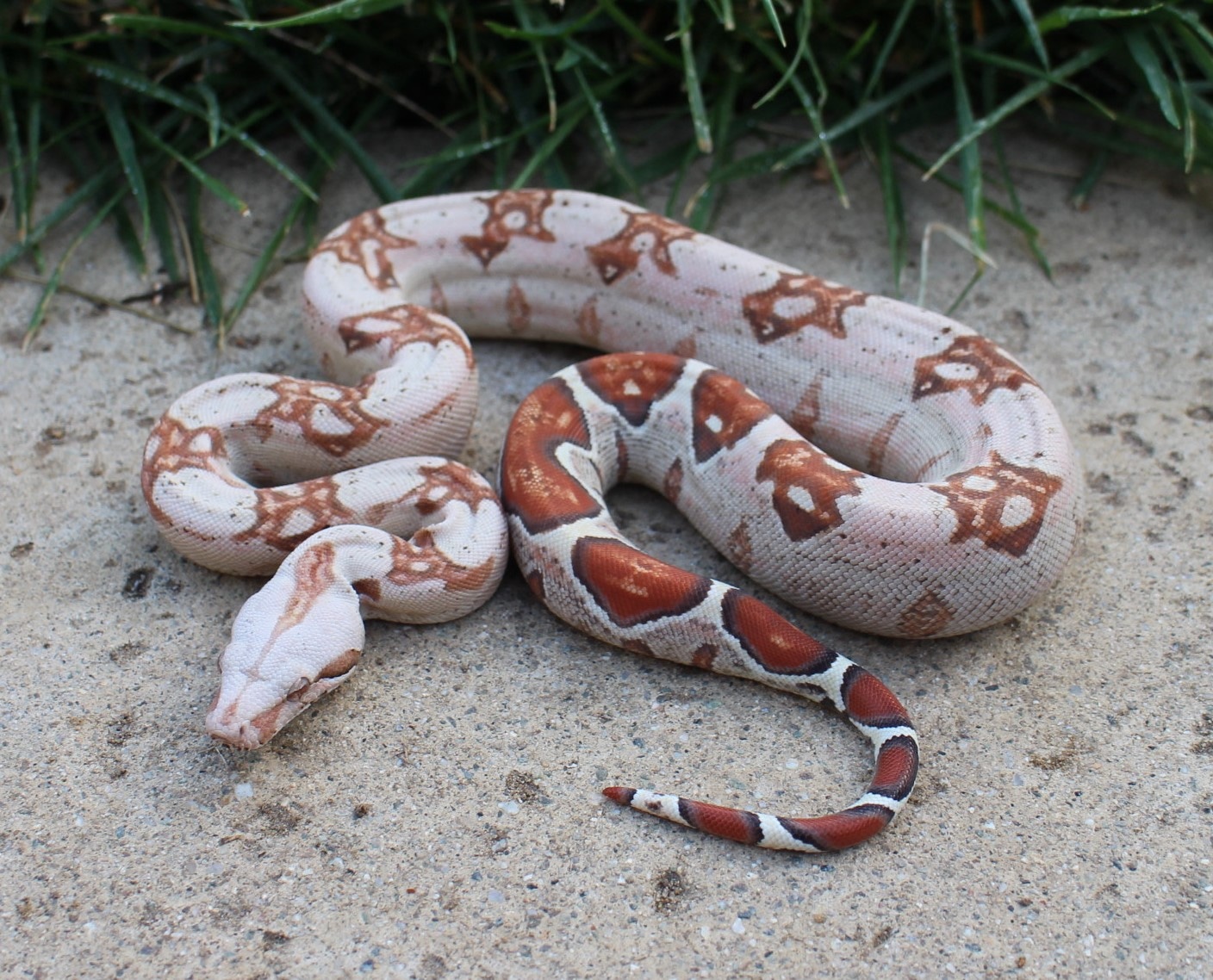 RC Pastel VPI T+ Albino Boa Constrictor by Richard Ceniceros Reptiles ...