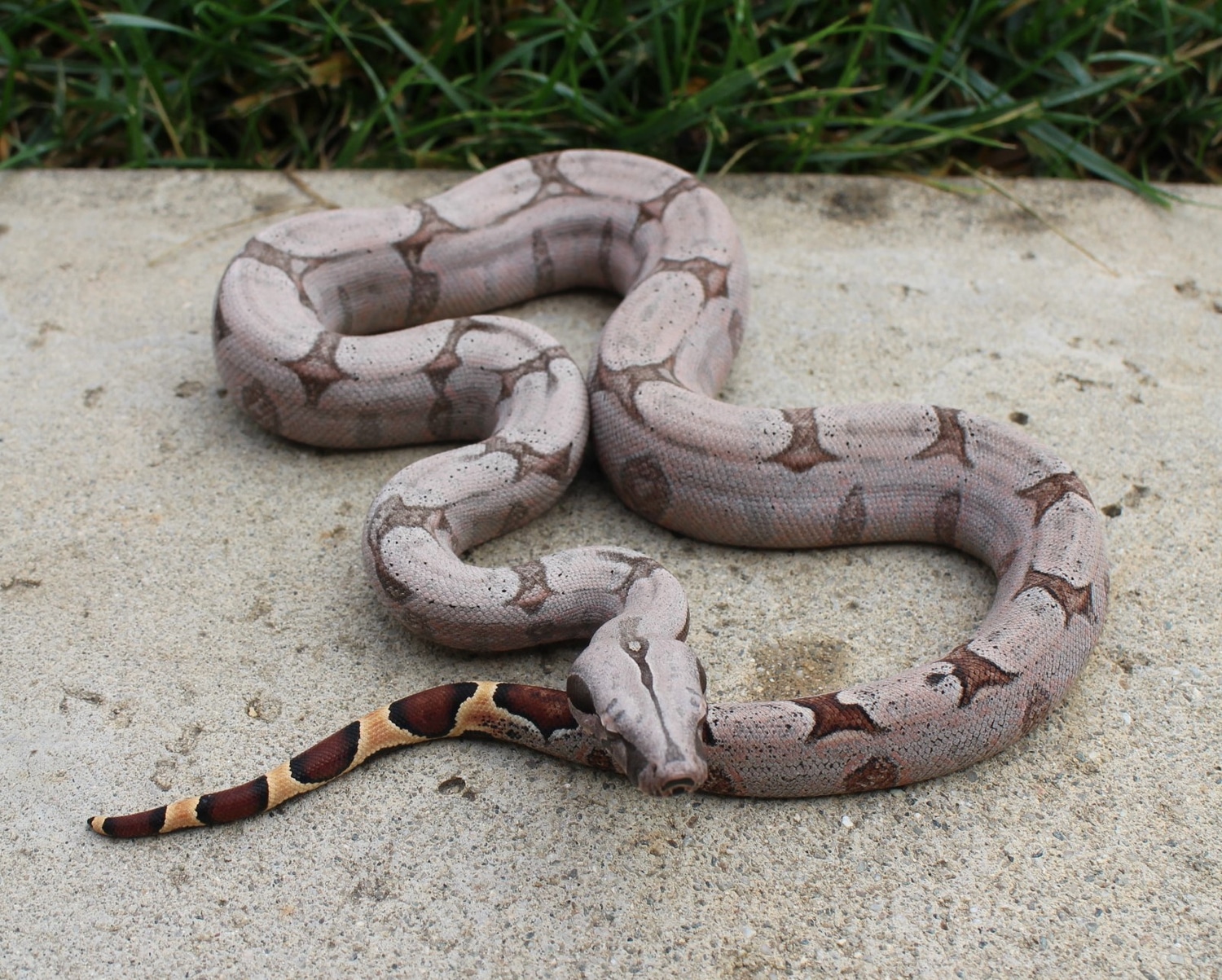 Bolivian Amarali Short-tailed Boa Constrictor by Richard Ceniceros ...