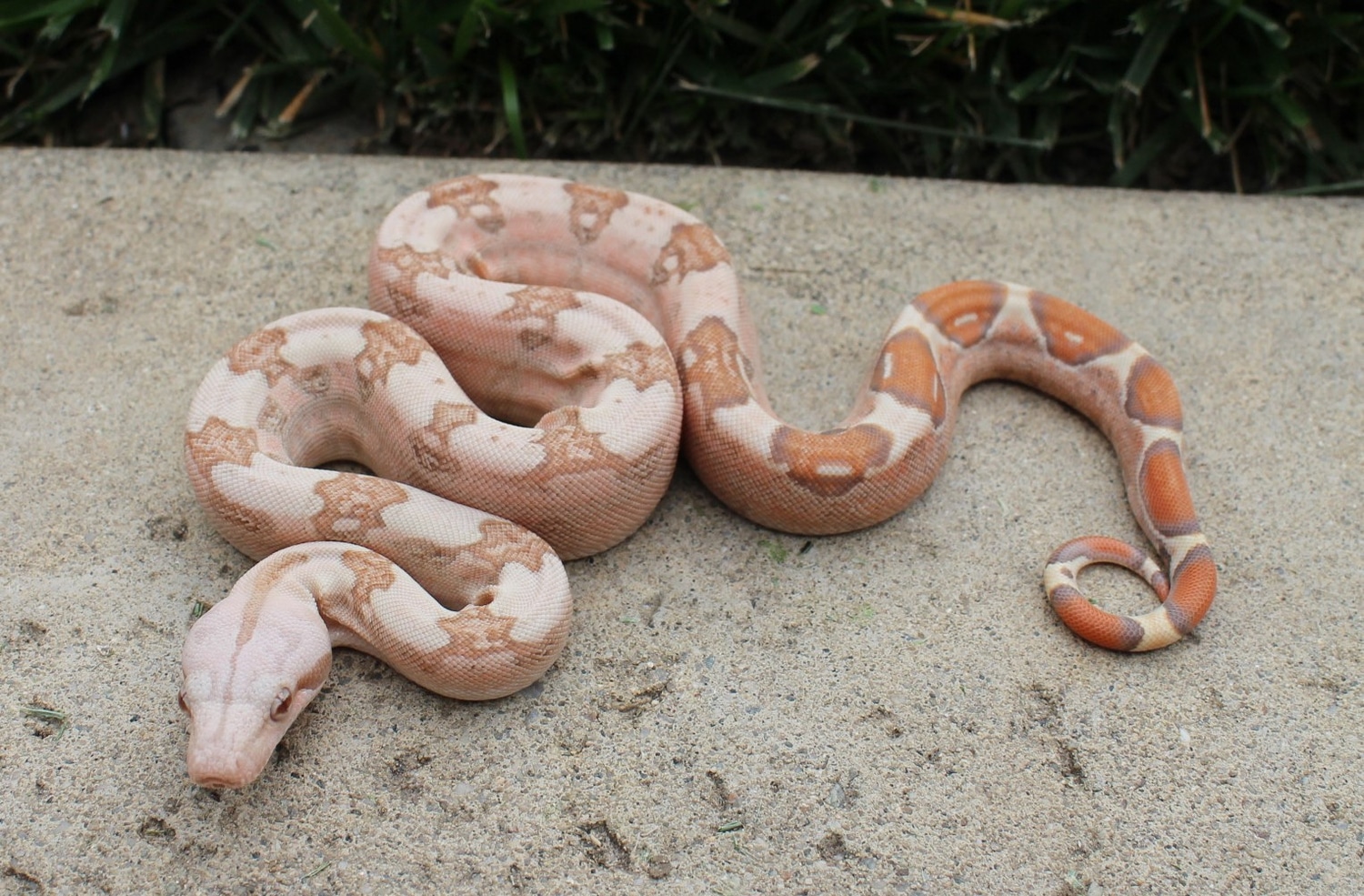 Fire VPI T+ Albino Boa Constrictor by Richard Ceniceros Reptiles ...