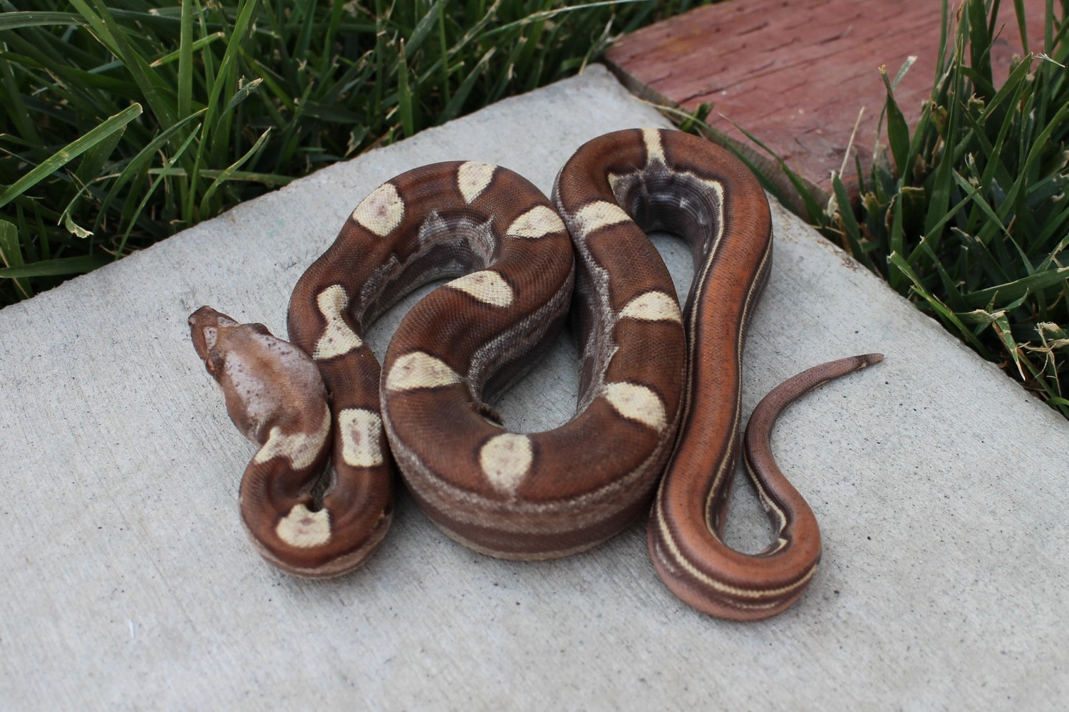 RC Pastel Line IMG VPI T+ Albino Motley Jungle Boa Constrictor by ...