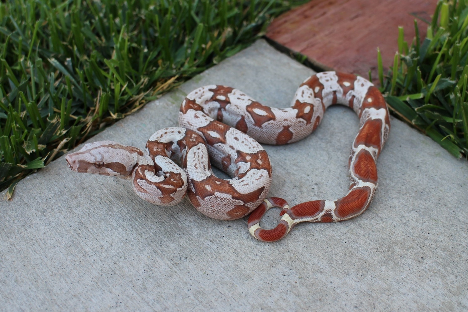 Pink Panther Line VPI T Boa Constrictor by Richard Ceniceros Reptiles ...