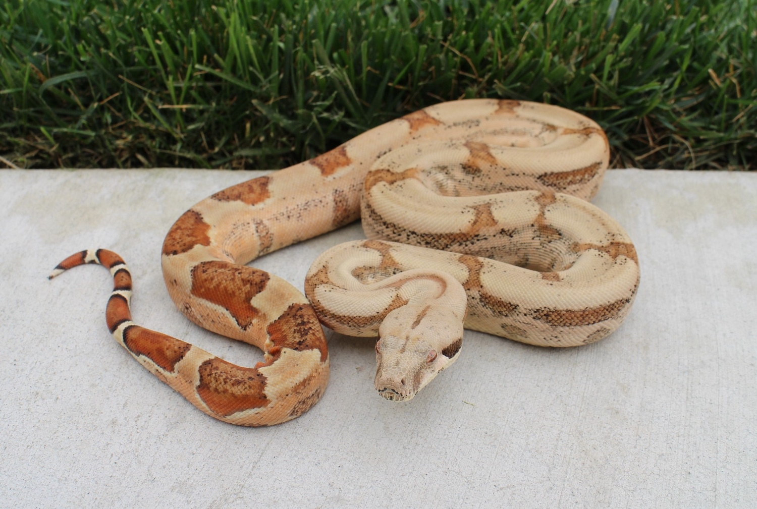 Fire Hypo Boa Constrictor by Richard Ceniceros Reptiles - MorphMarket