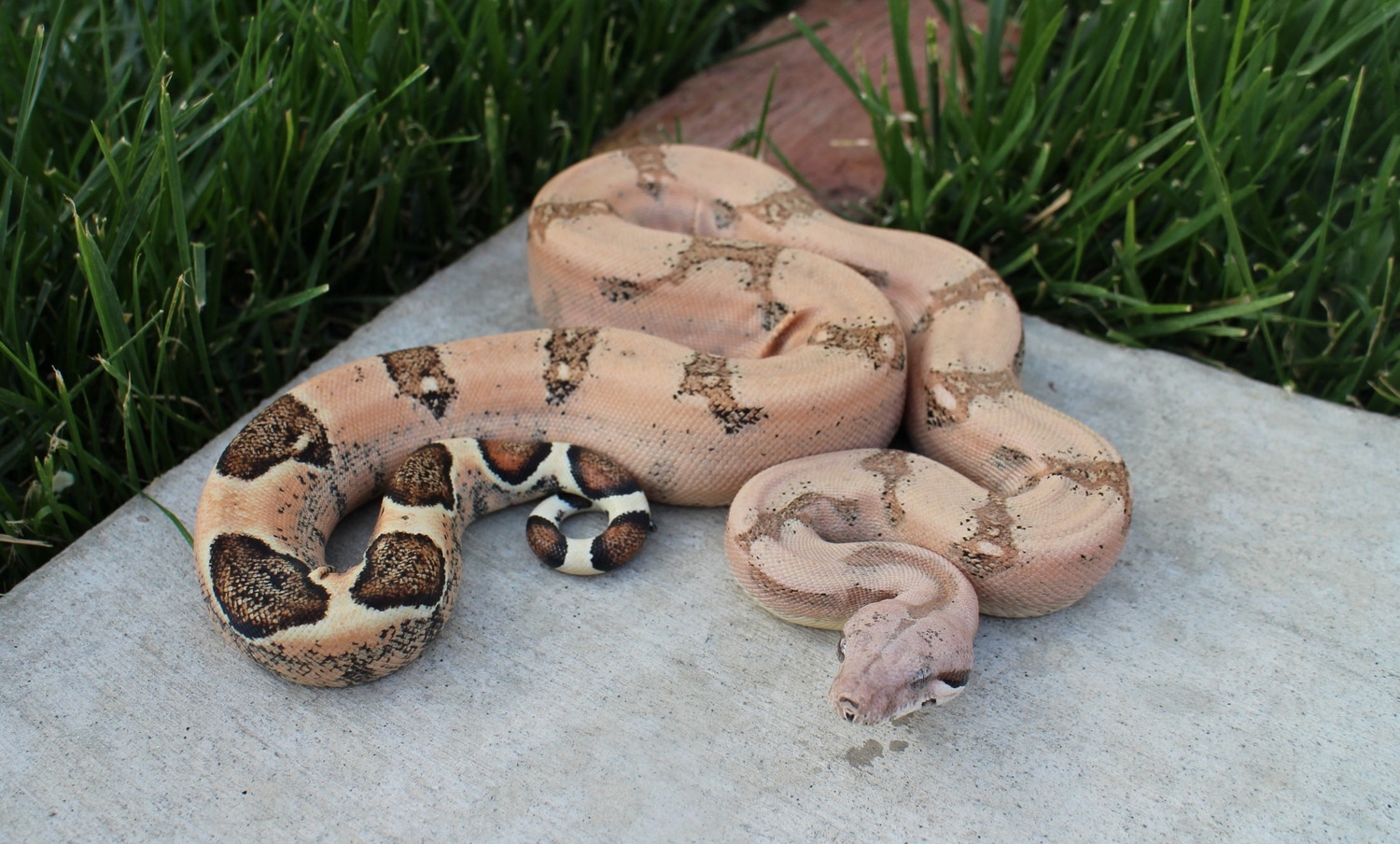 RC Pastel Fire Boa Constrictor by Richard Ceniceros Reptiles - MorphMarket