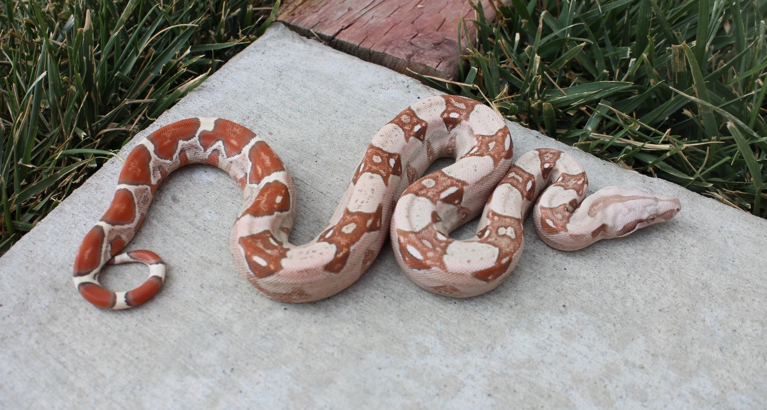 RC Pastel VPI T+ Albino Boa Constrictor by Richard Ceniceros Reptiles ...