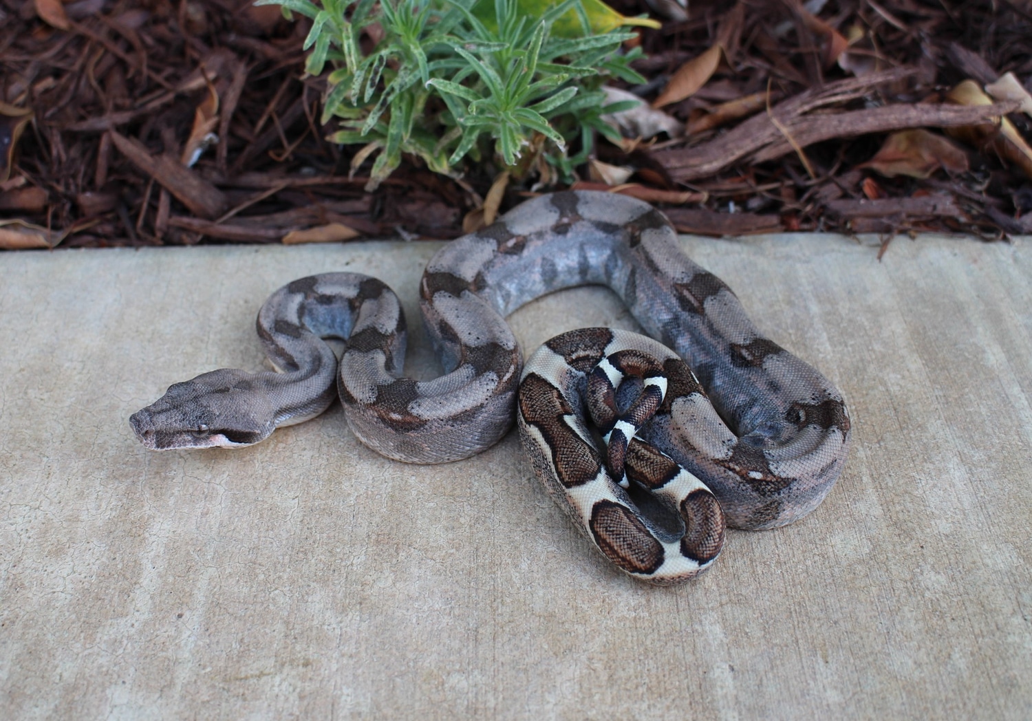 Fire Boa Boa Constrictor by Richard Ceniceros Reptiles - MorphMarket