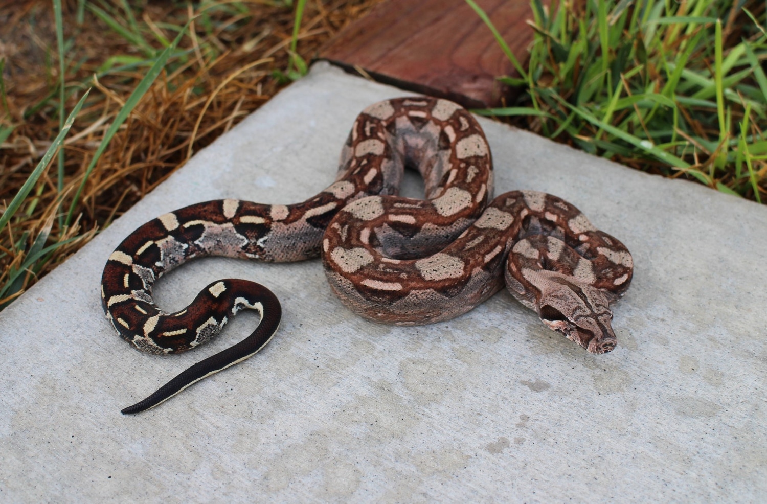 RC Pastel Aztec Boa Constrictor by Richard Ceniceros Reptiles - MorphMarket