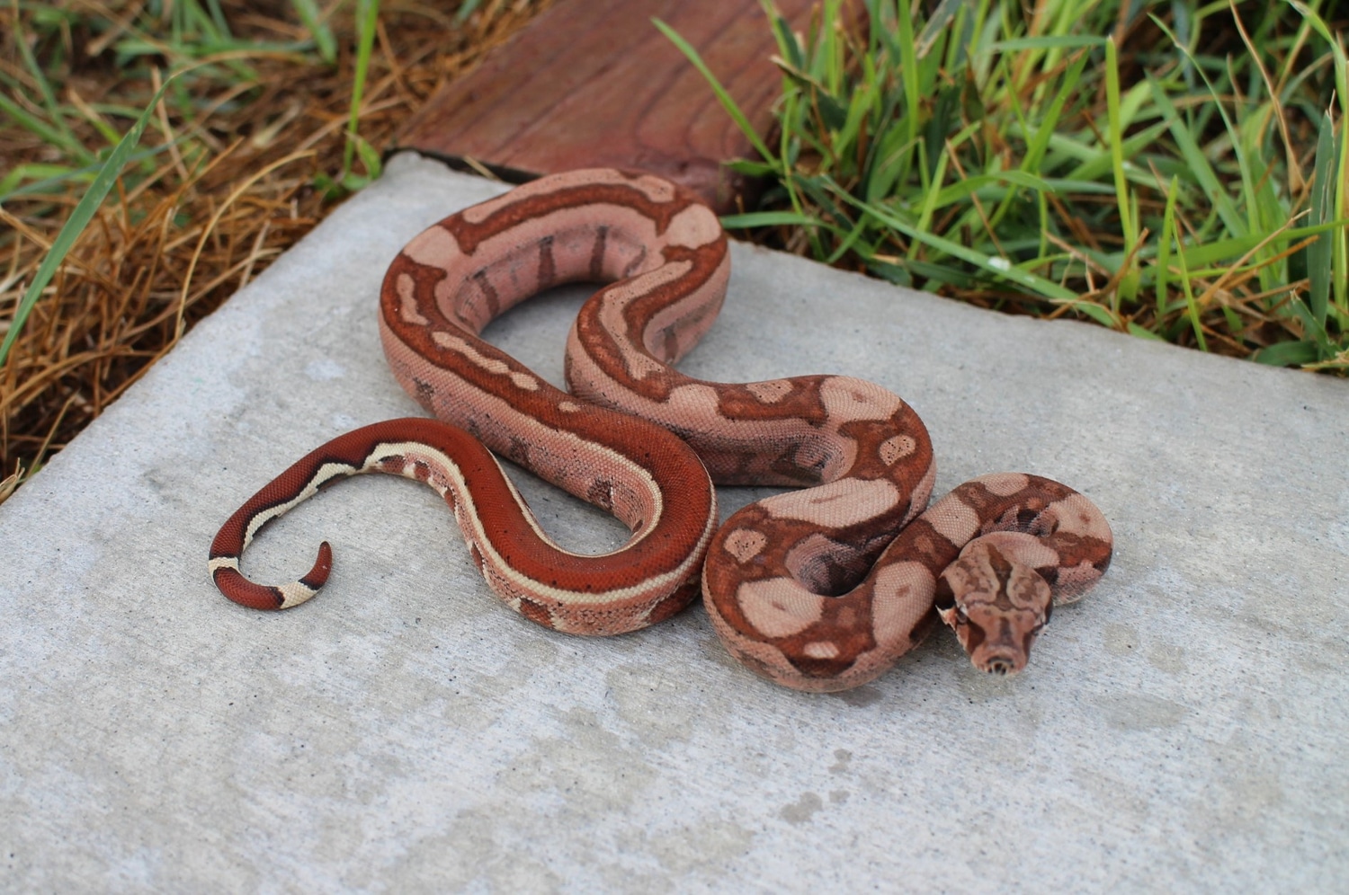RC Pastel Hypo Aztec Jungle Boa Constrictor by Richard Ceniceros ...