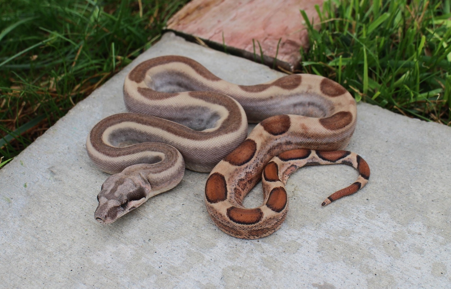 Fire Motley 100% Het Pink Panther Line VPI T+ Albino Boa Constrictor by ...