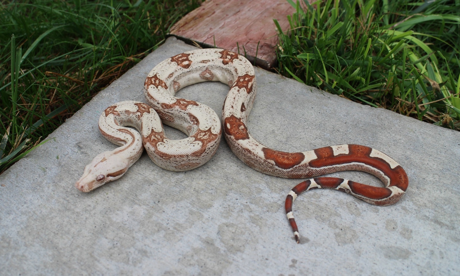 Fire Pink Panther Line VPI T+ Albino Boa Constrictor by Richard ...