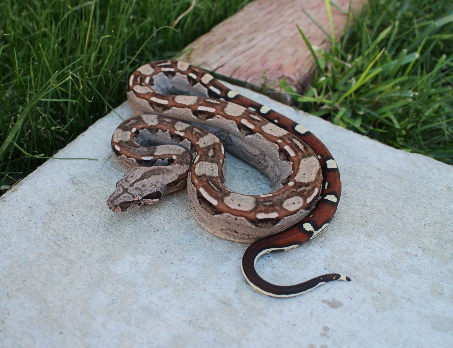 RC Pastel Line Aztec 100% Het Kahl Albino Boa Constrictor by Richard ...