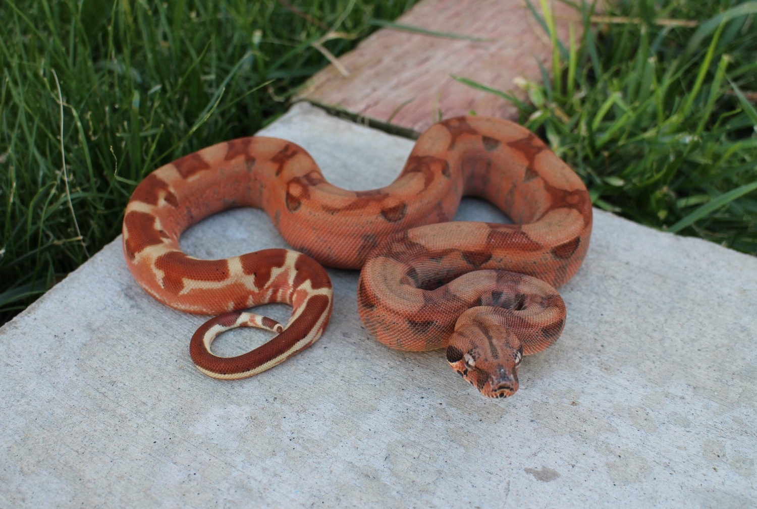RC Pastel Line Hypo Aztec Jungle 100% Het Kahl Albino Boa Constrictor by Richard Ceniceros ...