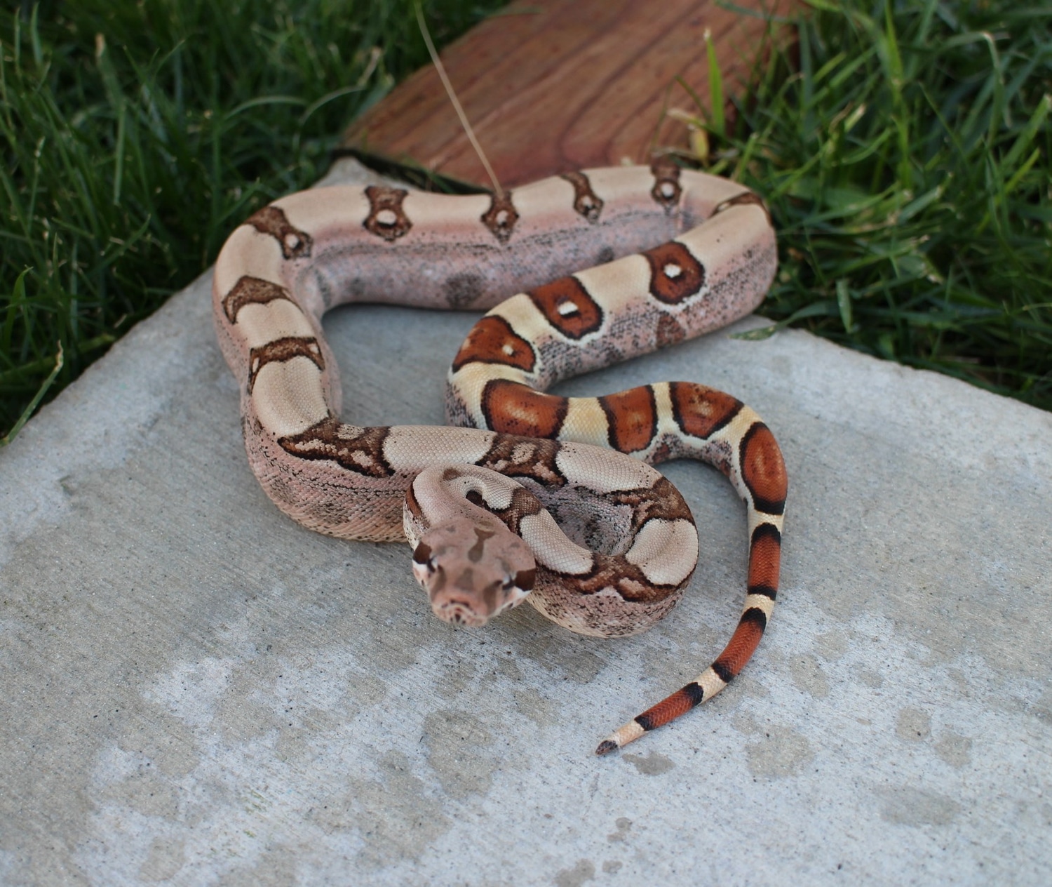 Fire 100% Het Pink Panther Line VPI T+ Albino Boa Constrictor by ...