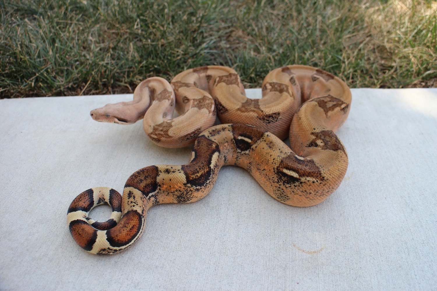 RC Pastel Fire 100% Het VPI T+ Albino Boa Constrictor by Richard ...