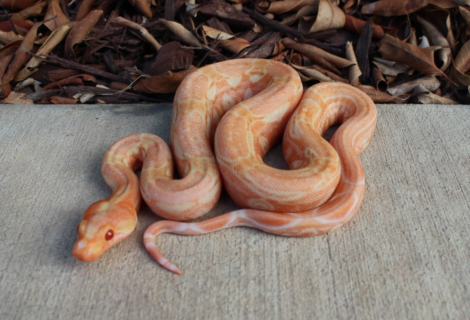 Yearling IMG Red Dragon Boa Constrictor by Richard Ceniceros Reptiles ...