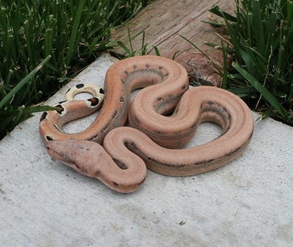2023 RC Pastel Sharp Sunglow Female Boa Constrictor by Richard ...
