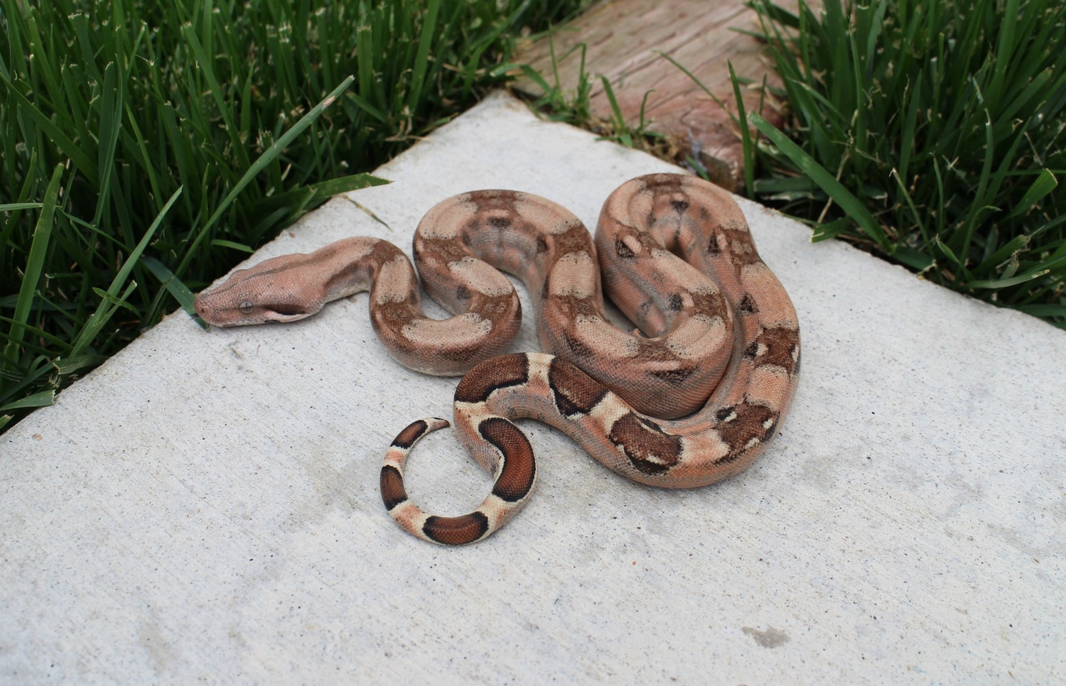 RC Pastel Line Fire Boa Boa Constrictor by Richard Ceniceros Reptiles ...