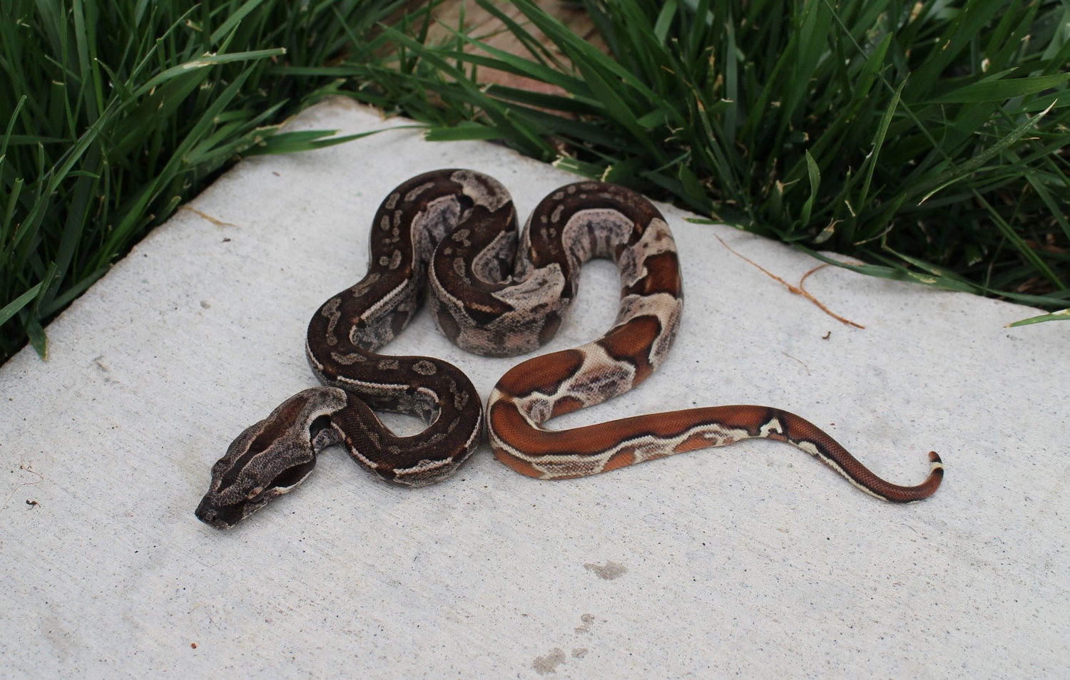 IMG Hypo Jungle 100% Het Kahl Albino Boa Constrictor by Richard Ceniceros Reptiles - MorphMarket