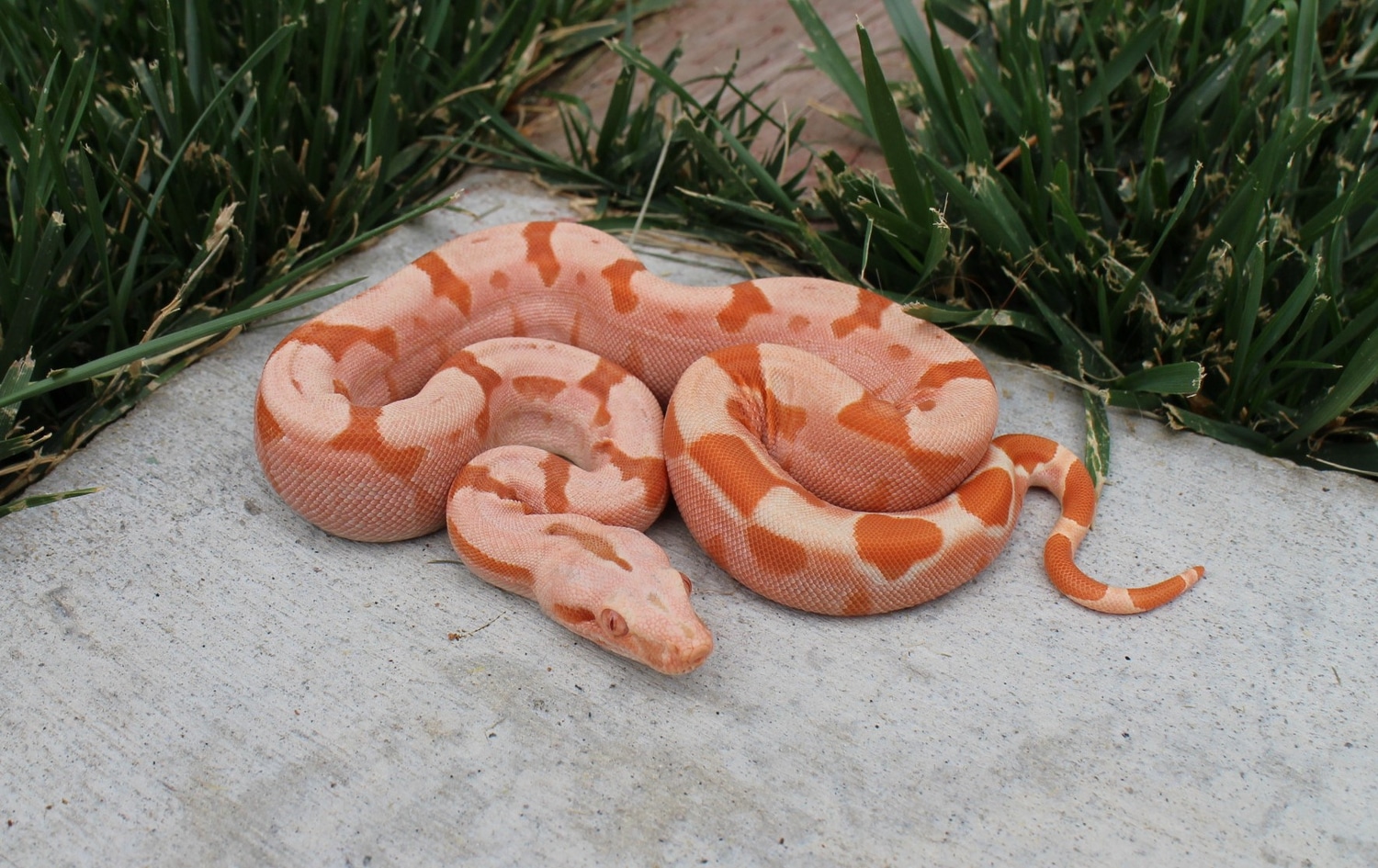 RC Pastel Kahl Sunglow Jungle Boa Constrictor by Richard Ceniceros ...