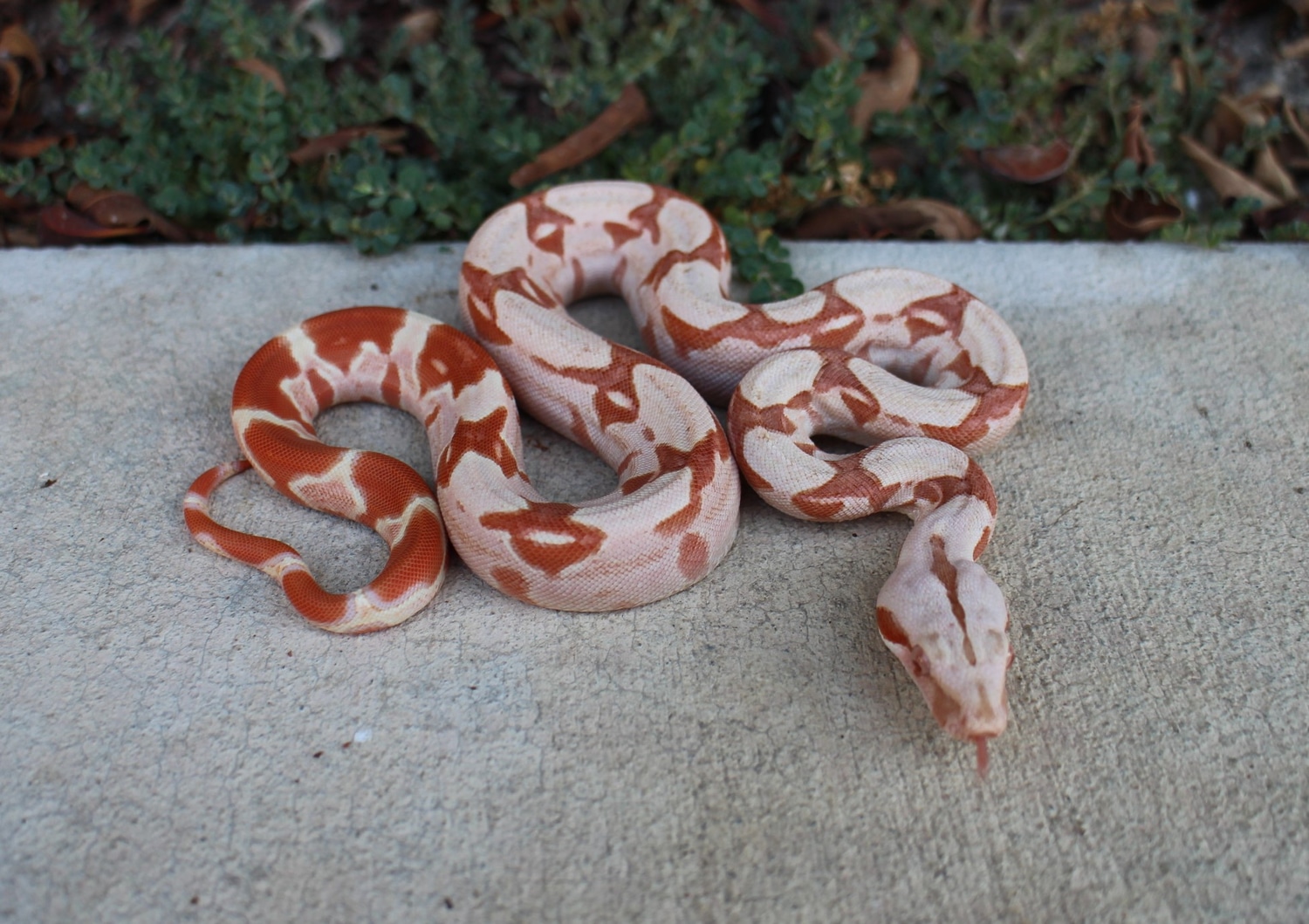 Kahl Coral Sunglow Boa Constrictor by Richard Ceniceros Reptiles ...