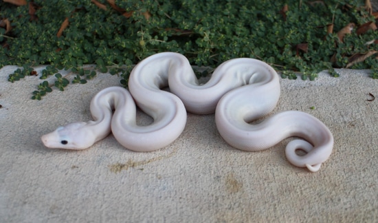 Super Fire Boa Constrictor by Richard Ceniceros Reptiles