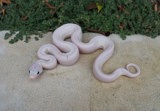 RC Pastel Super Fire Boa Constrictor by Richard Ceniceros Reptiles