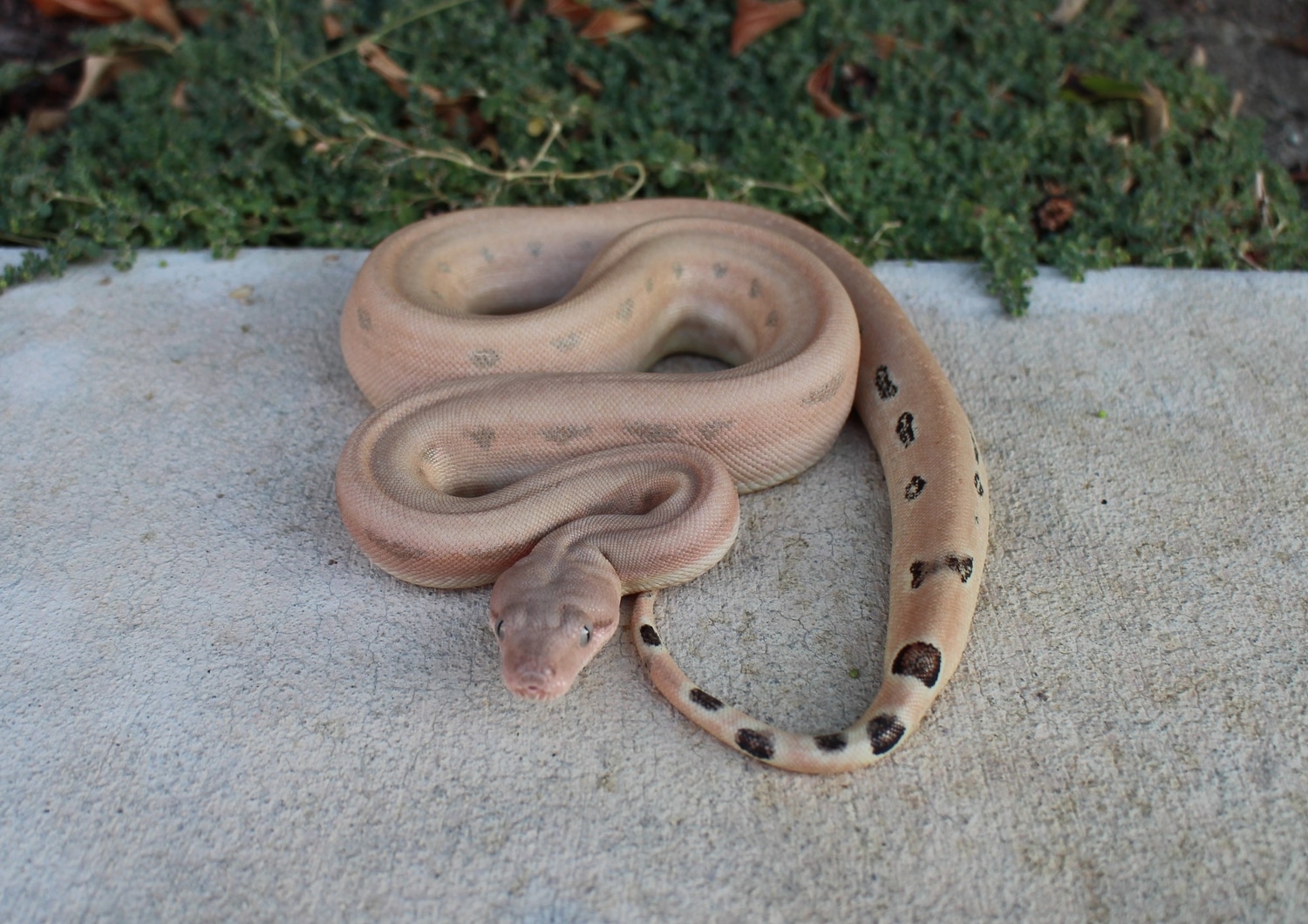 2023 RC Pastel Fire Scoria Boa Constrictor by Richard Ceniceros ...
