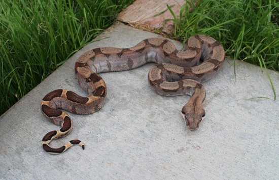 RC Pastel Line Fire Boa Constrictor by Richard Ceniceros Reptiles
