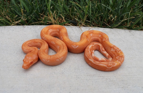 Sharp Albino Blood Boa Constrictor by Richard Ceniceros Reptiles