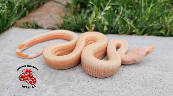 Lipstick Line Kahl Sunglow Sterling Boa Constrictor by Richard ...