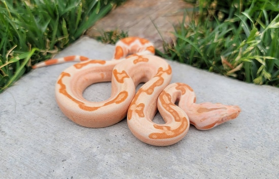 Lipstick Line Kahl Sunglow 66% Het Sterling Boa Constrictor by Richard ...