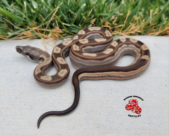 Motley Boa Boa Constrictor by Richard Ceniceros Reptiles