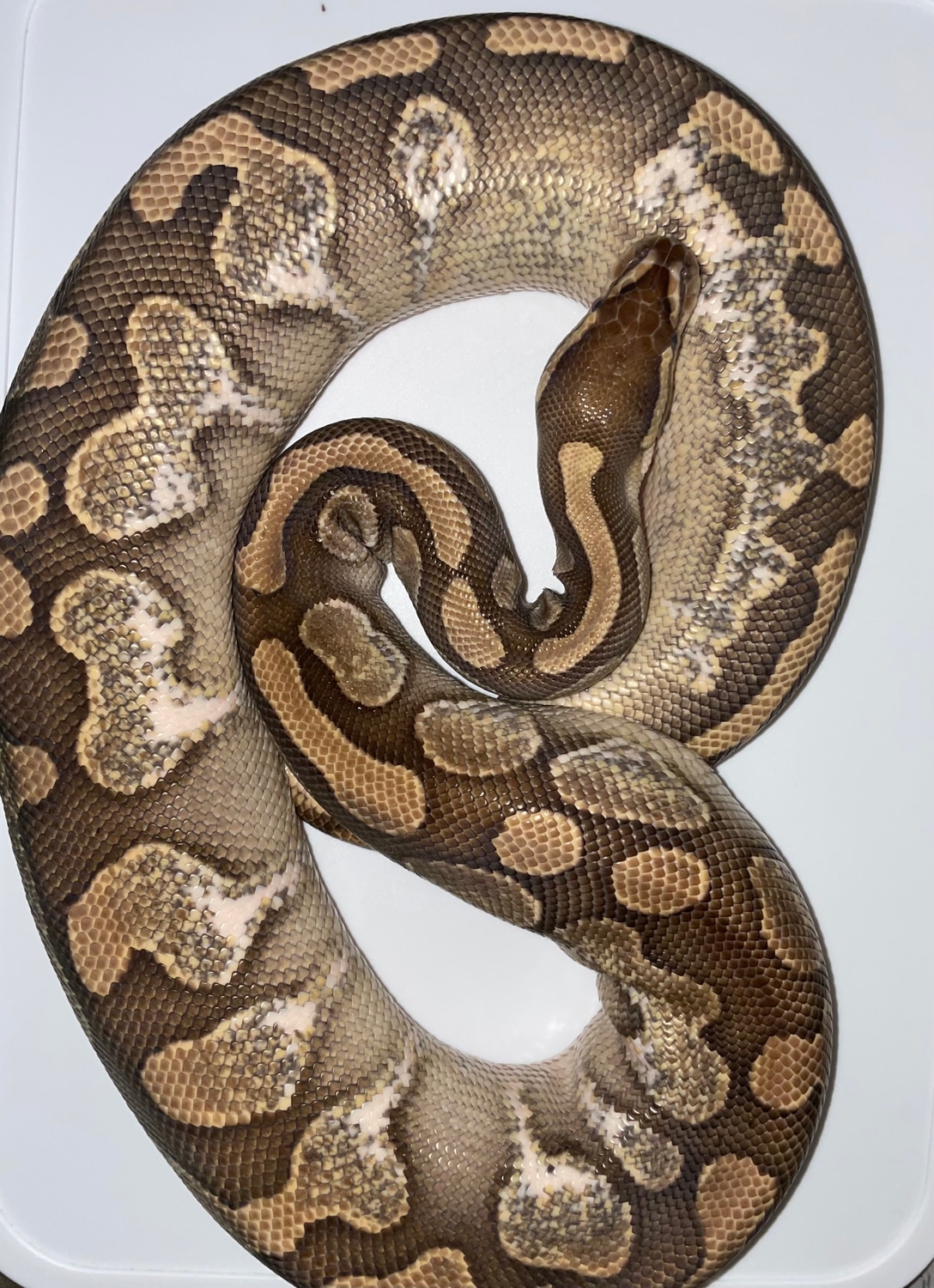 Lesser Calico Ball Python by The Breeding Laboratory - MorphMarket