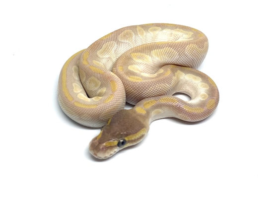 Crystal Ball Python by The Breeding Laboratory