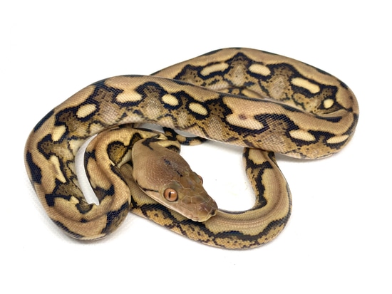 Suntiger Het White Albino Reticulated Python by The Breeding Laboratory