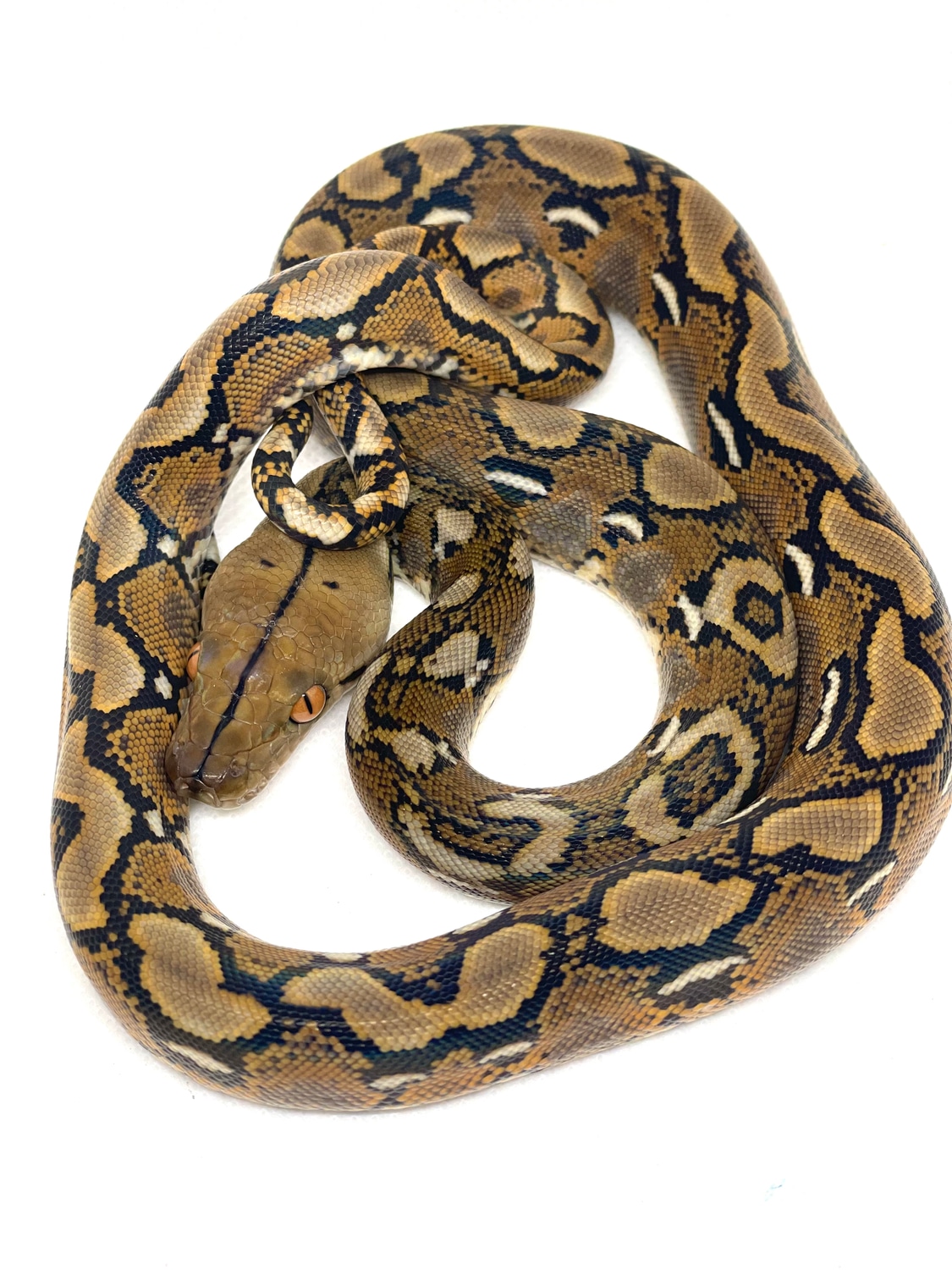 Het White Albino Reticulated Python by The Breeding Laboratory ...