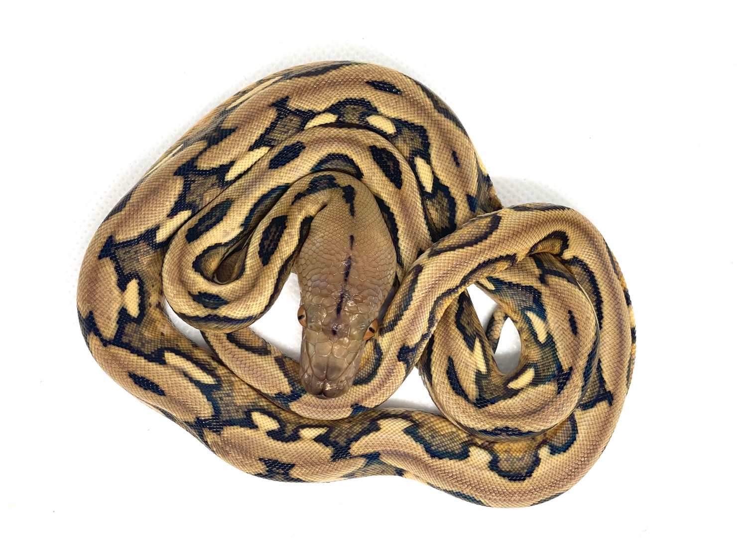 Suntiger Het White Reticulated Python by The Breeding Laboratory ...