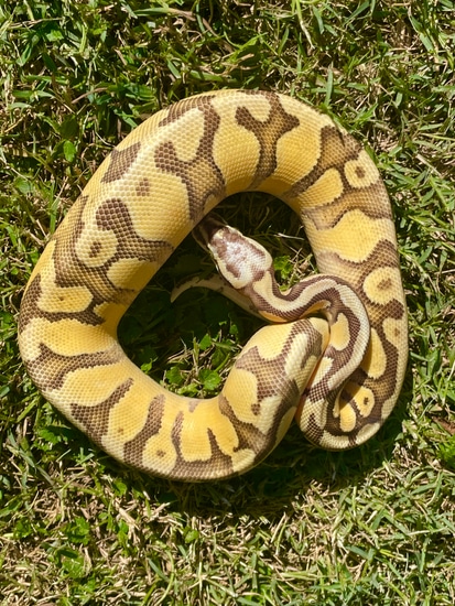 Firefly Enchi Ball Python by The Breeding Laboratory