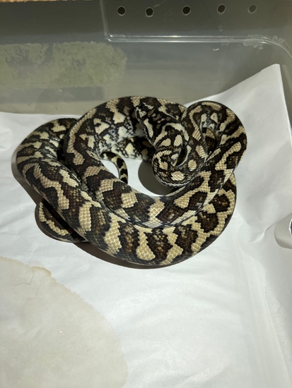 Carpet Python Other Carpet Python by The Breeding Laboratory