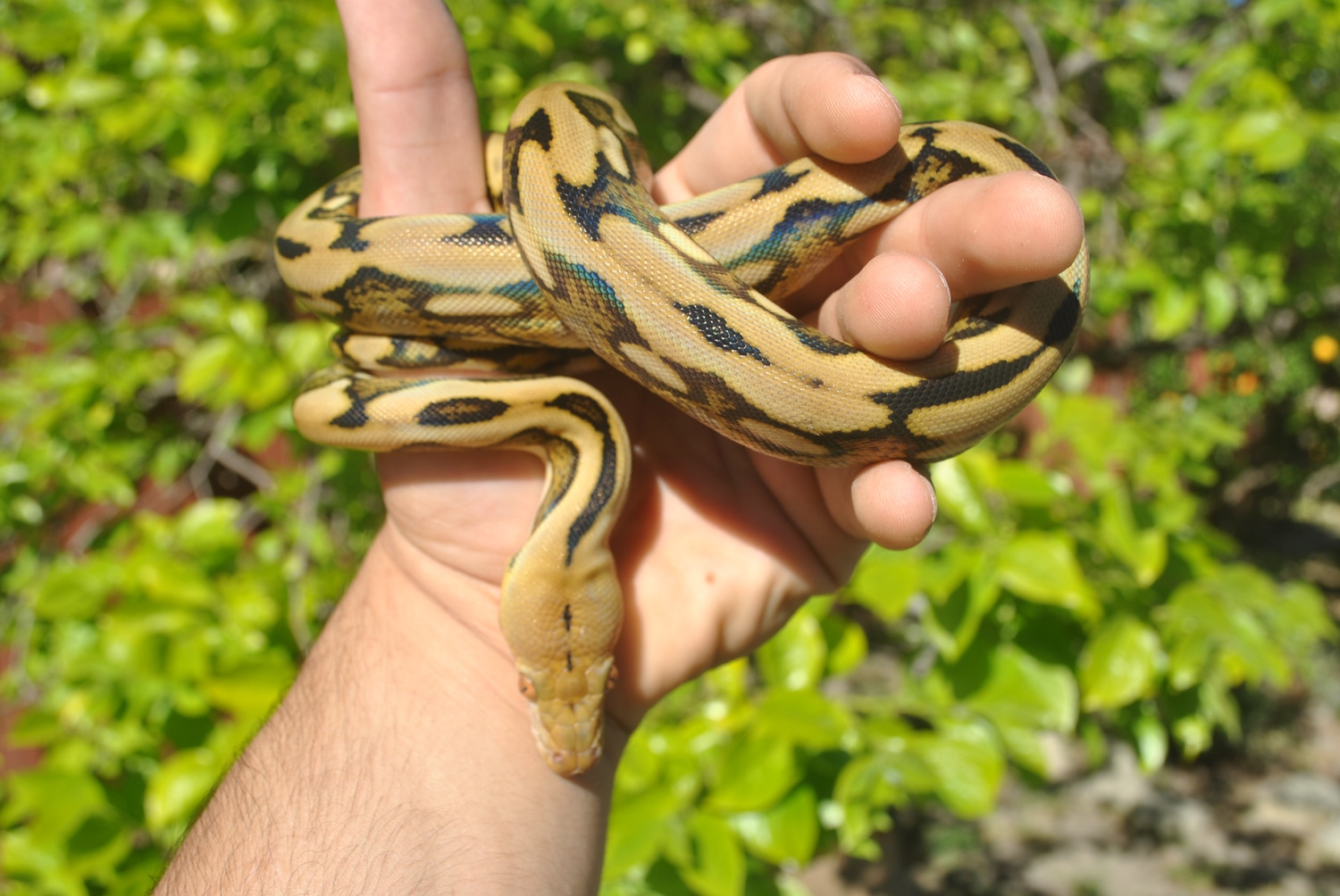 Suntiger Het White Albino Reticulated Python by The Breeding Laboratory ...