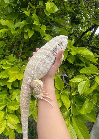Pure Albino Blue Tegu Argentine Tegus by The Breeding Laboratory