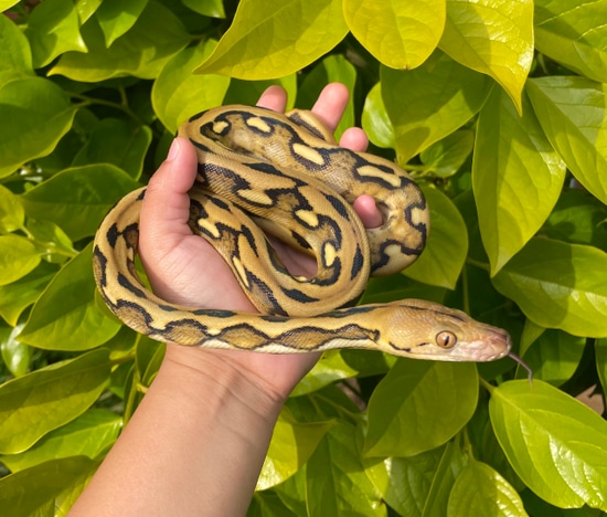 Suntiger Het White Albino Reticulated Python by The Breeding Laboratory