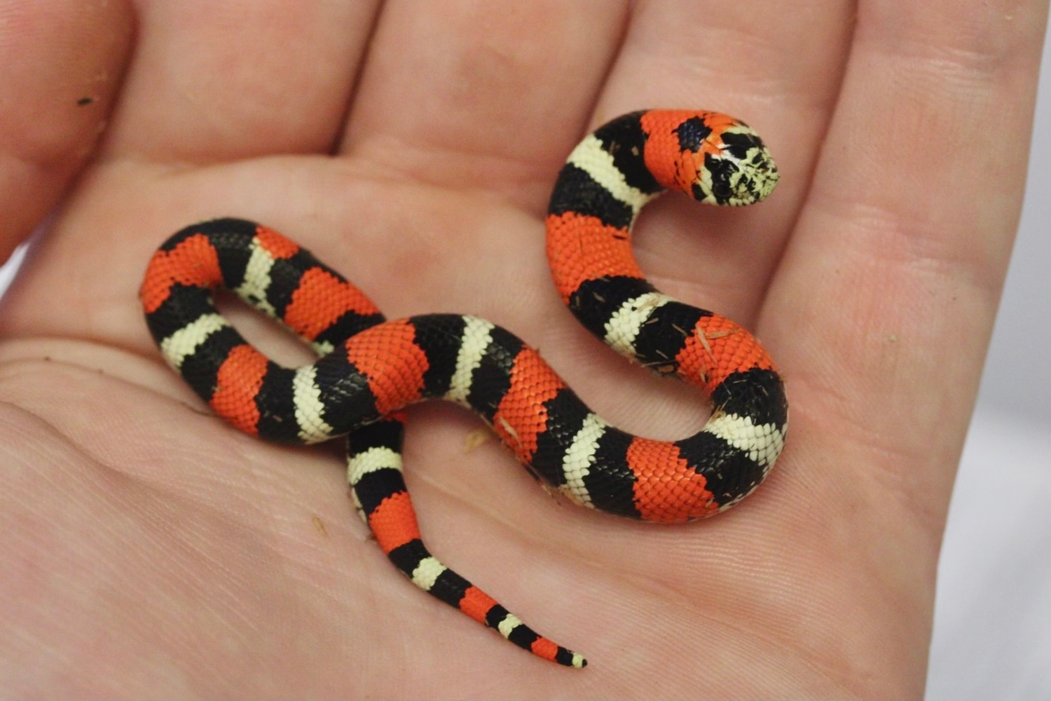 Tri Color Hognose Tri-color Hognose by The Breeding Laboratory ...