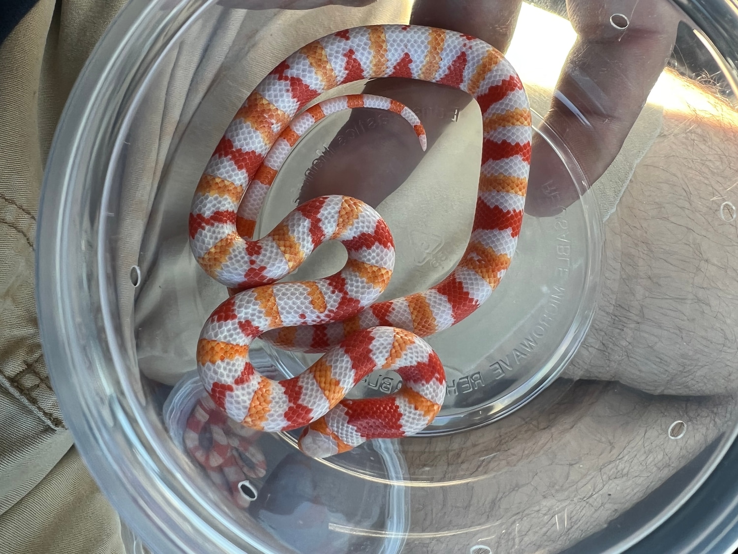 High White Albino Tangerine Honduran Milk Snake by The Breeding ...